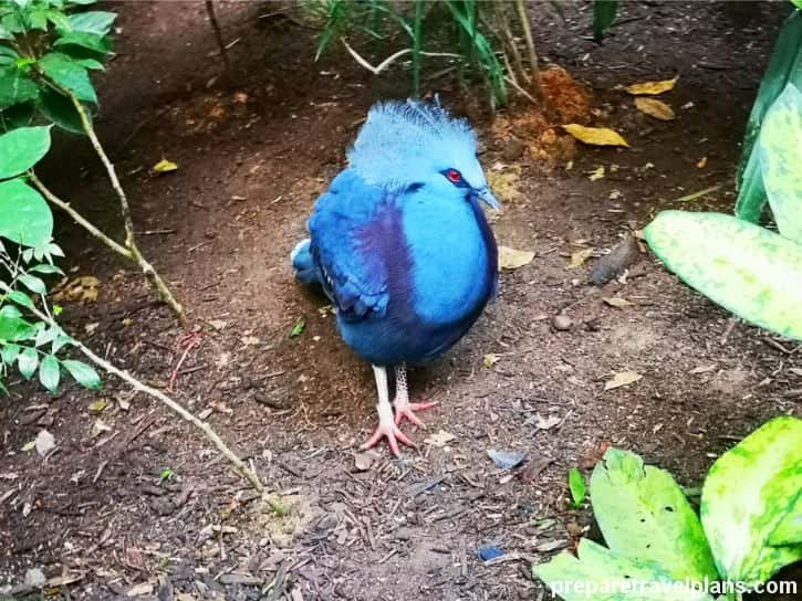 Singapore Zoo Review: What Animals to See & How to Go?