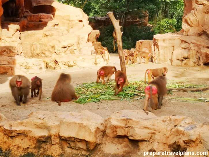 Singapore Zoo Review: What Animals to See & How to Go?