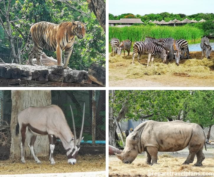 Safari World Bangkok Review: What to See and How to Go?
