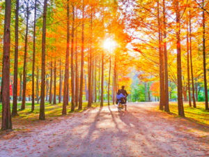 17 Best Things to Do in Nami Island Korea You Can't Miss