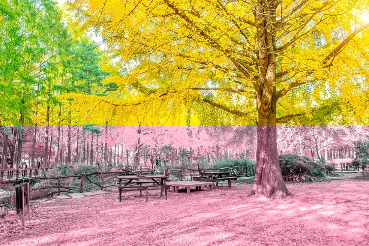 10 Best Things to Do in Nami Island on Your First Visit