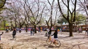 17 Best Things to Do in Nami Island Korea You Can't Miss